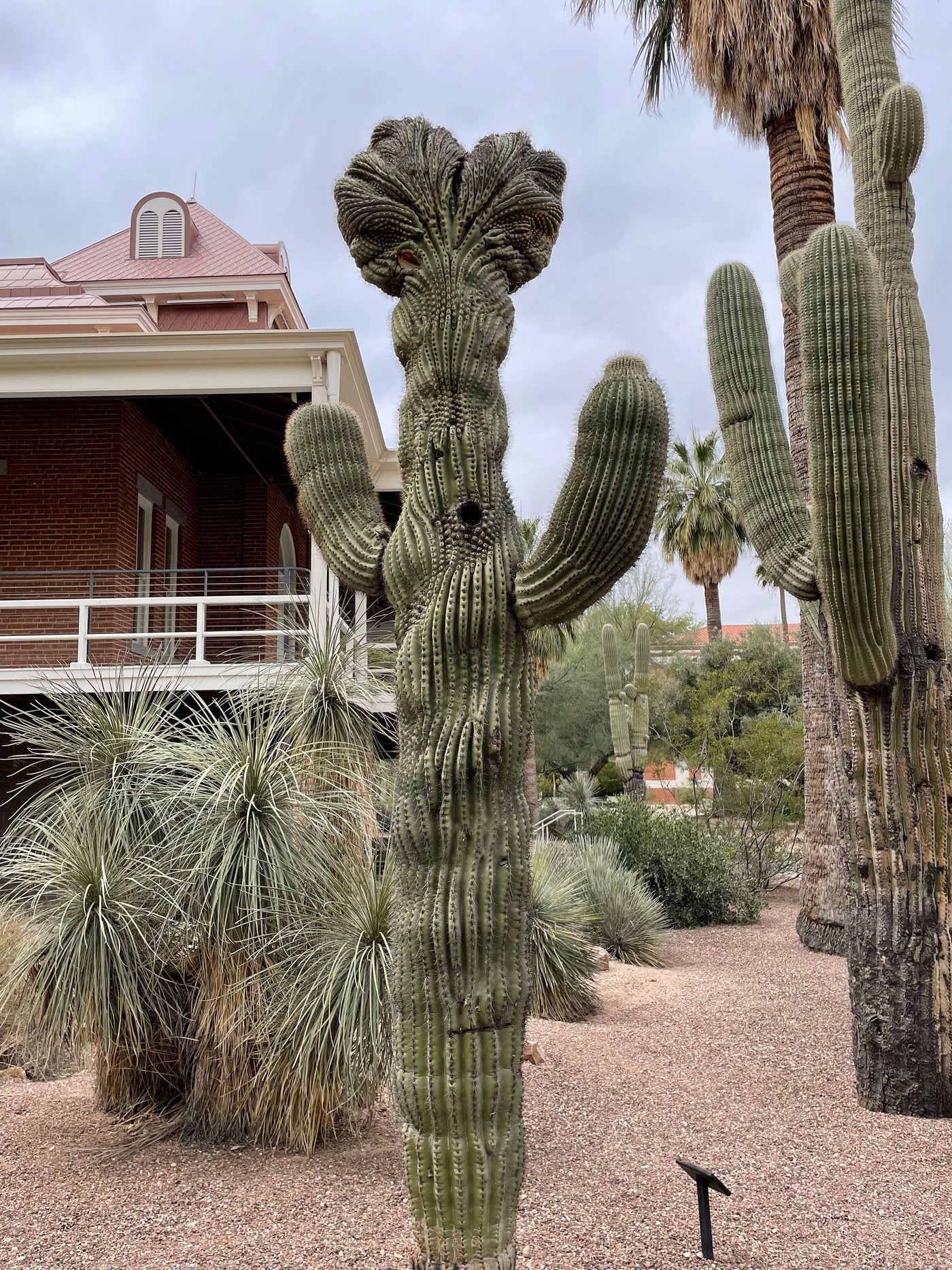 Cacti of the Sonoran Desert - The Cactus Outlet