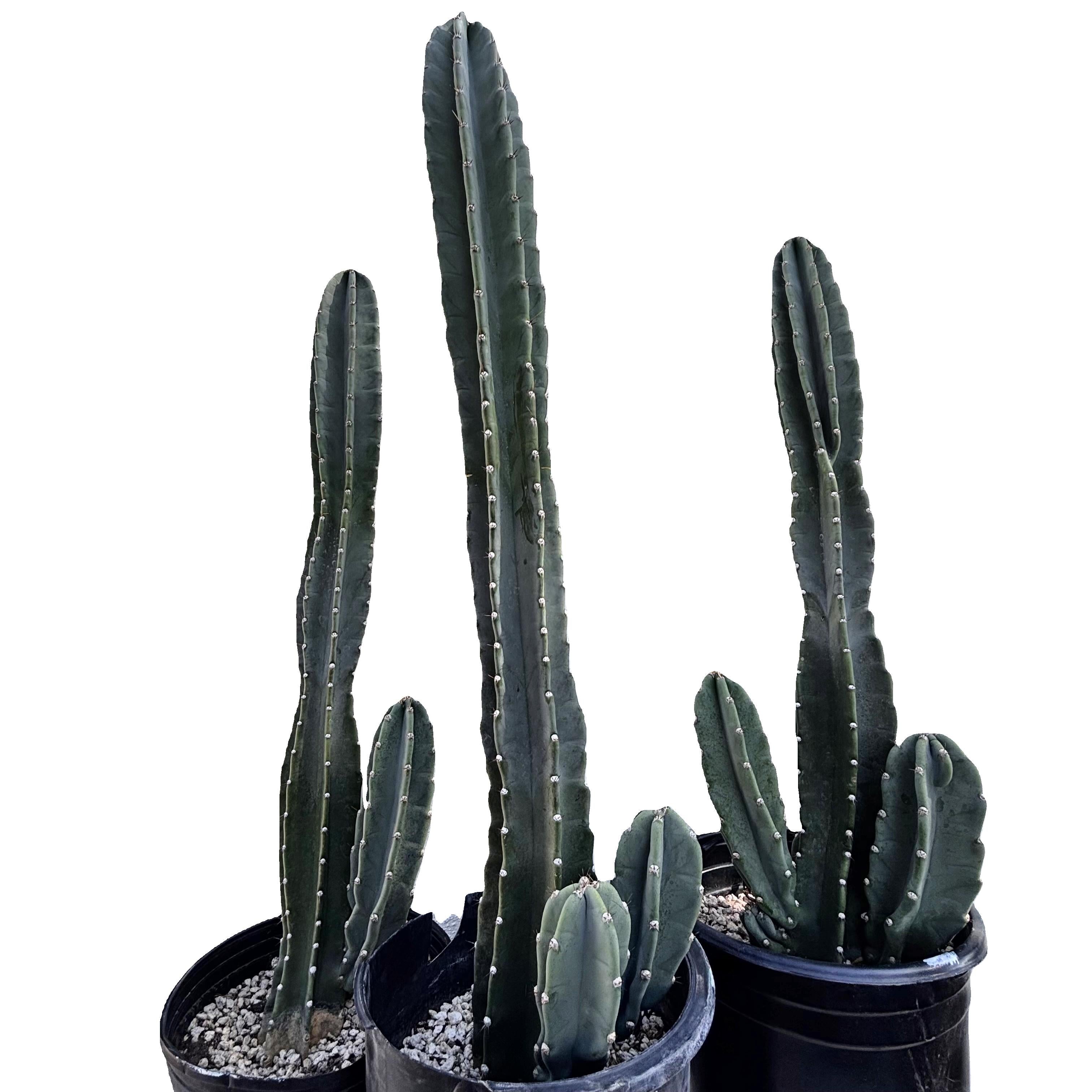 How to Care for a Saguaro Cactus at Home | Buy Saguaro Online - The ...