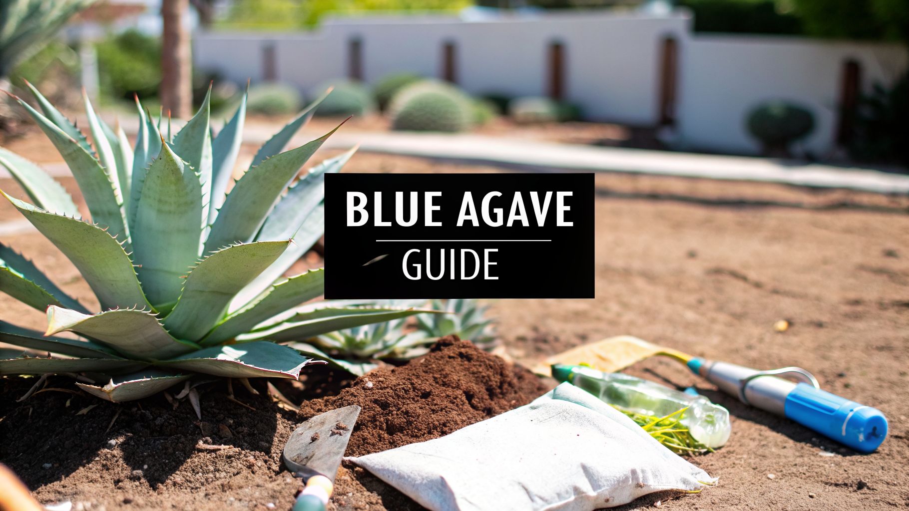 A Complete Guide to Growing Blue Agave Plants - The Cactus Outlet