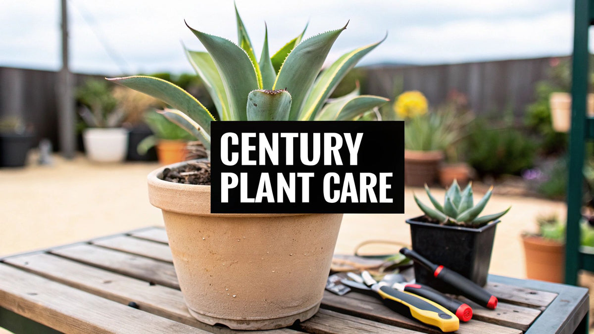A Practical Guide to Century Plants Care and Cultivation - The Cactus ...