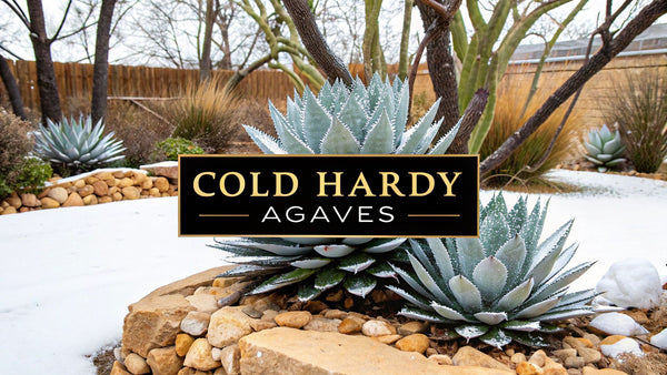 Cold hardy agaves: A Quick Guide to Thriving in Cold Climates - The ...