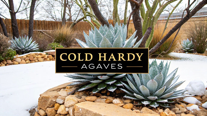 Cold hardy agaves: A Quick Guide to Thriving in Cold Climates - The ...