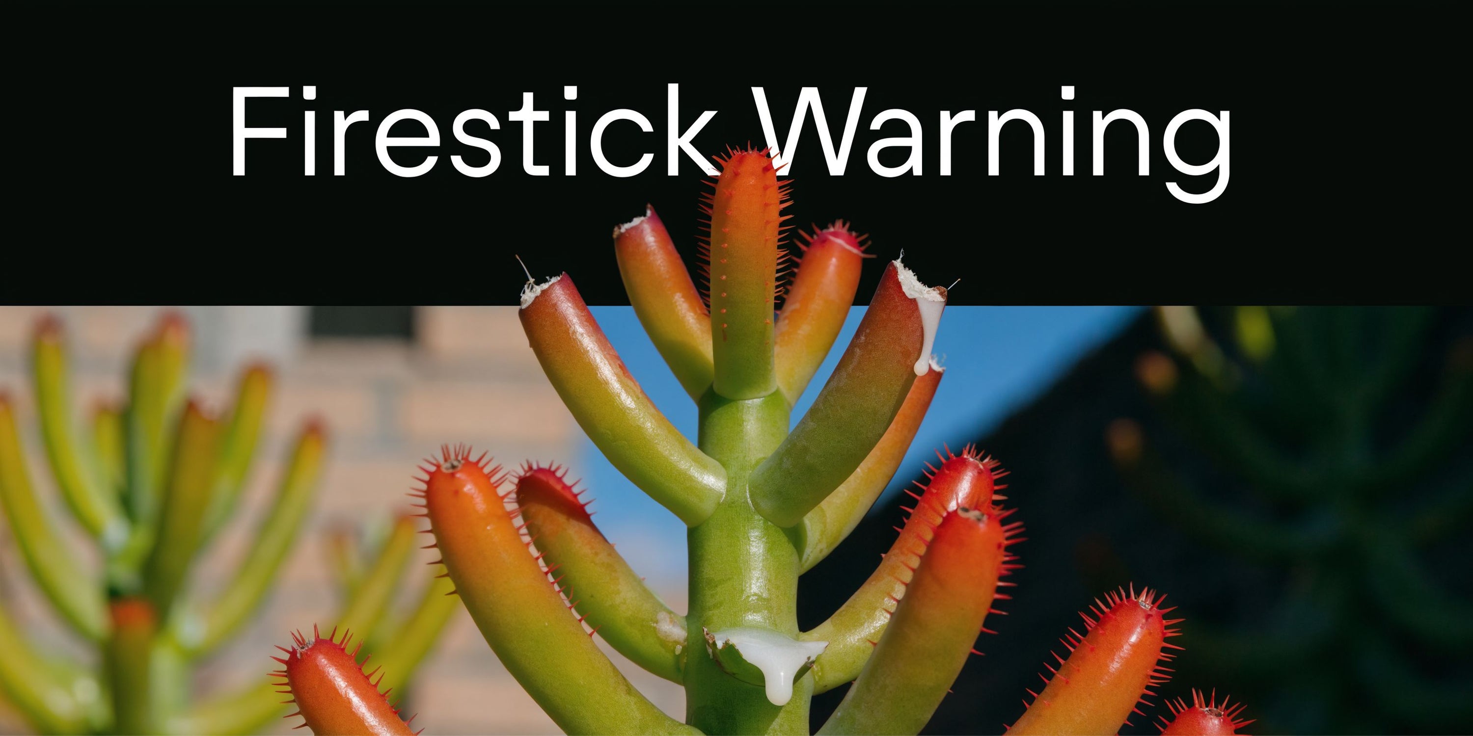Firestick Plant Toxic: Dangers for Pets & Humans - The Cactus Outlet