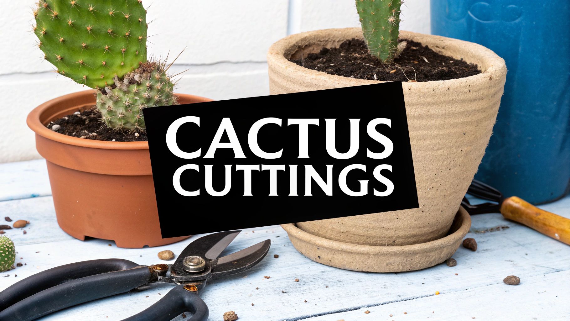 A Beginner's Guide to Grow a Cactus Indoors - The Cactus Outlet