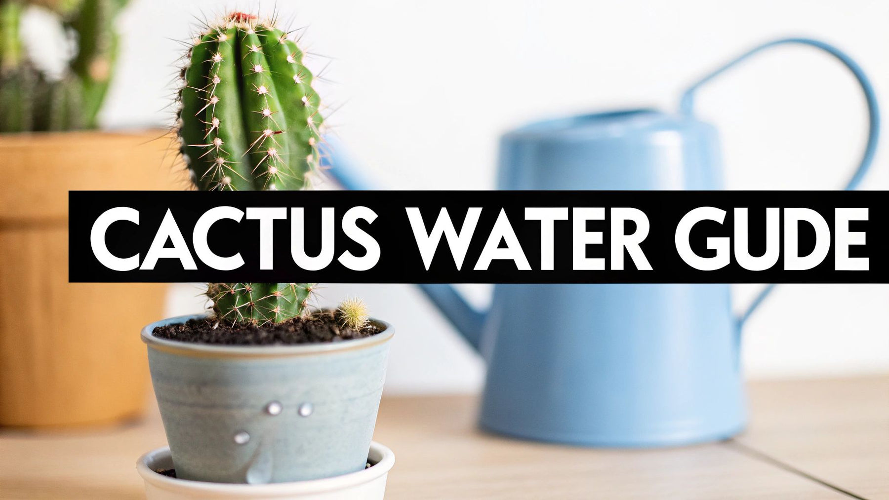 How Much Water Does a Cactus Need? - The Cactus Outlet