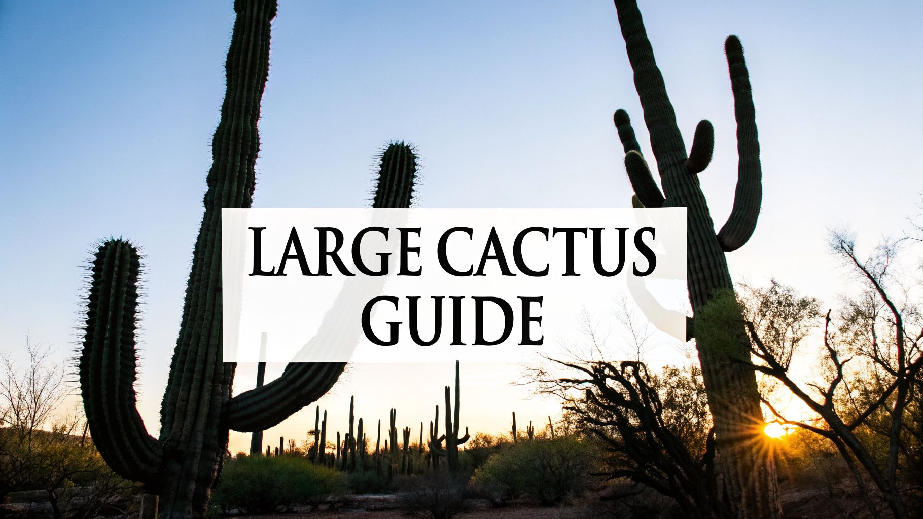 A Guide to the Most Popular Large Cactus Types - The Cactus Outlet