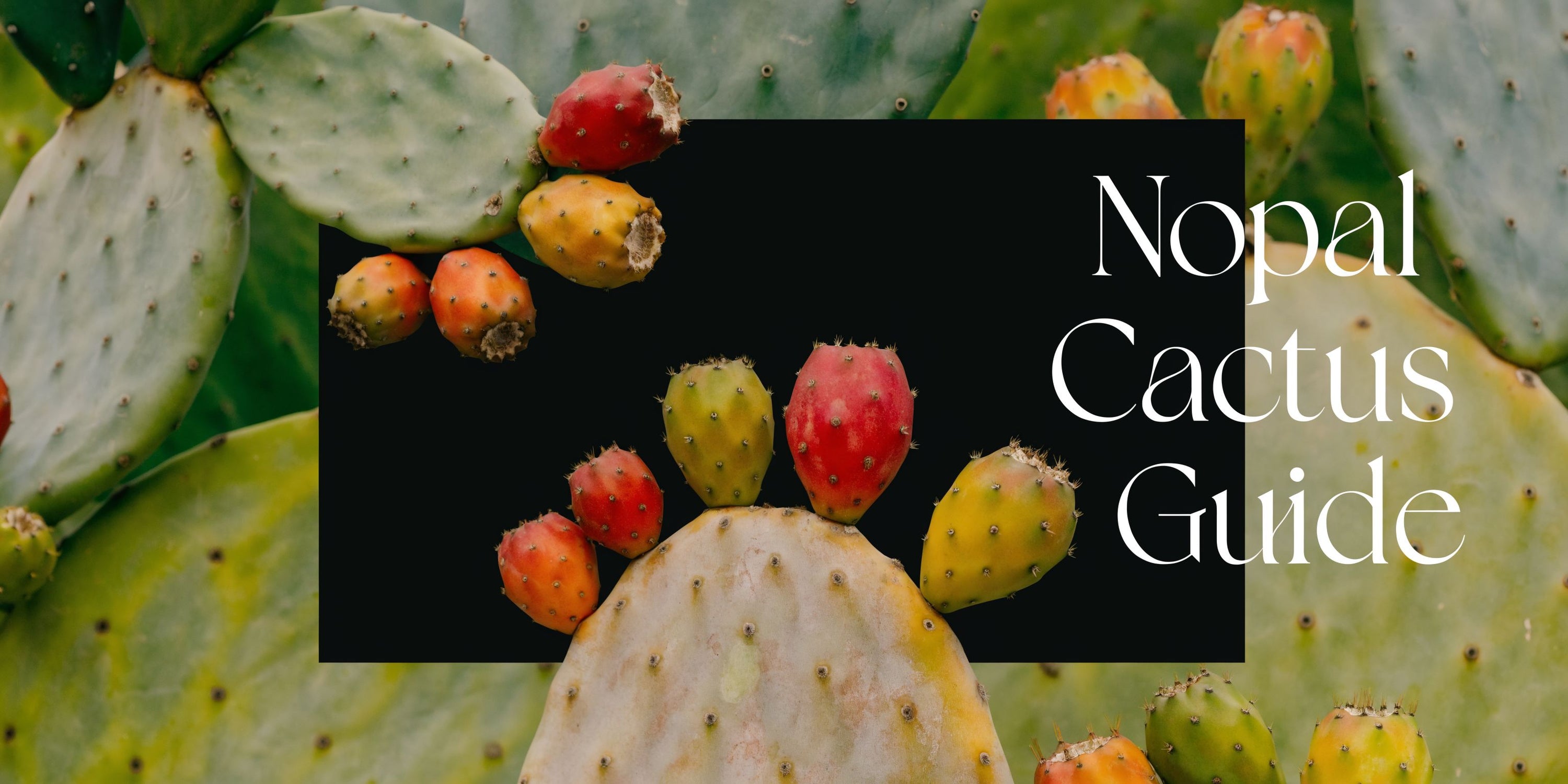 Nopal Cactus: Your Complete Guide to Growing & Using It - The Cactus Outlet