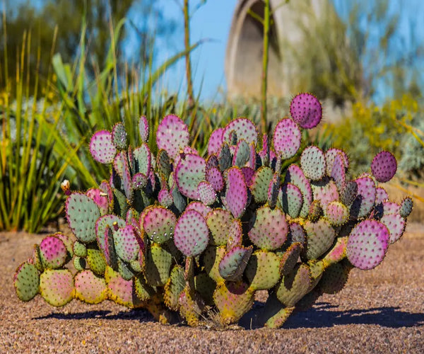 The Mighty Prickly Pear Cactus - The Cactus Outlet