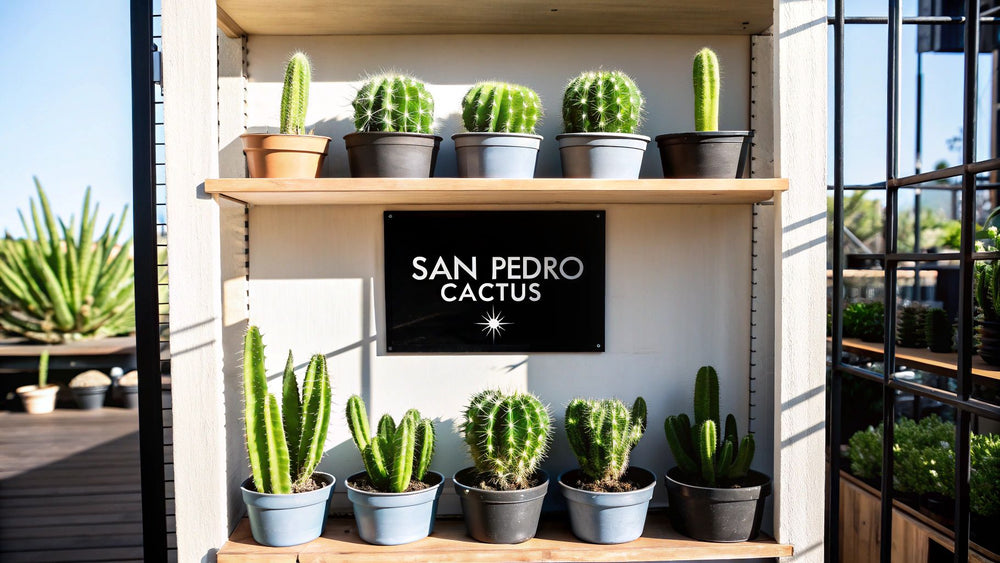 Your Ultimate Guide to San Pedro Cactus Plants for Sale - The Cactus Outlet