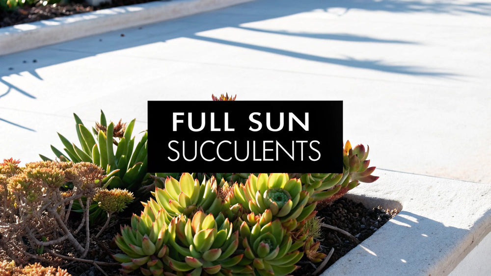 Succulent Plants Full Sun: A Gardener's Guide to Thriving in Bright Li ...