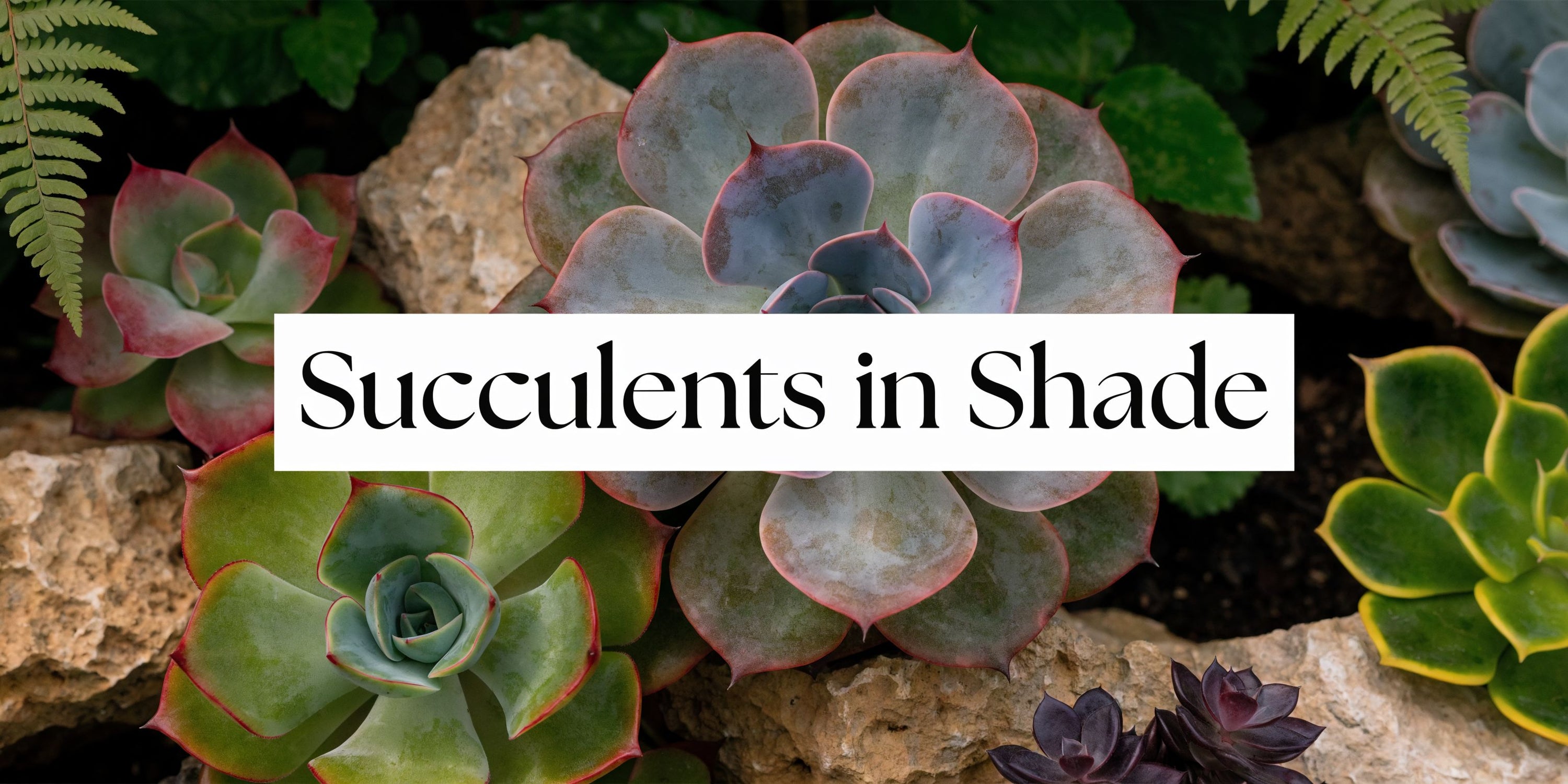 Succulents in Shade: A Guide to Thriving Plants - The Cactus Outlet
