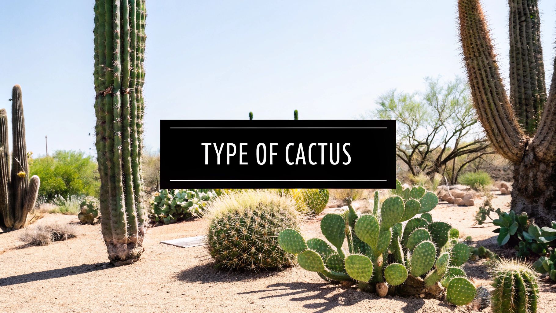 Type of Cactus: A Quick Guide to the type of cactus Varieties and Care ...