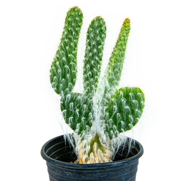 Prickly Pear Snow Cactus| Snow White Prickly Pear Cactus For Sale - The ...