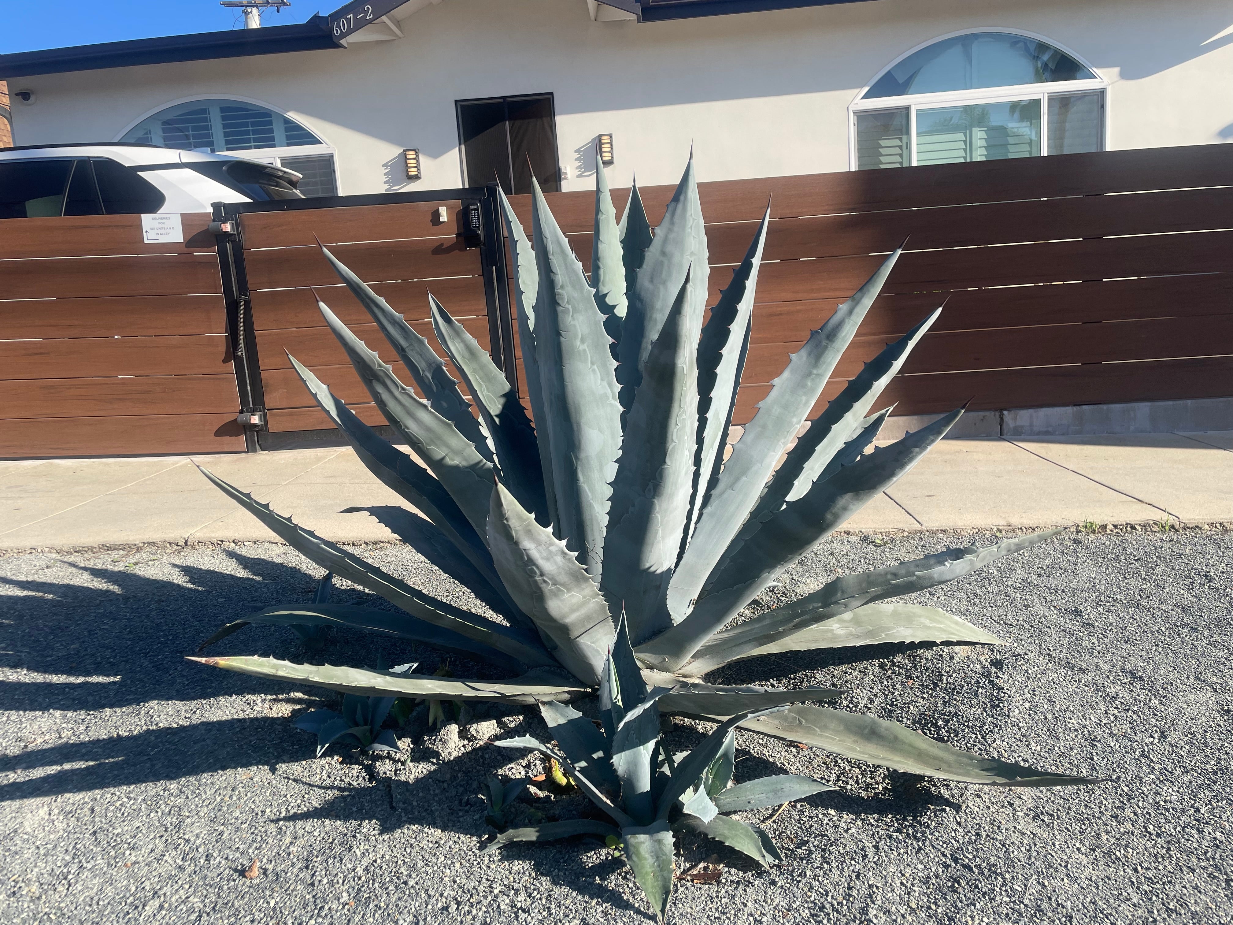 Large Blue Agave Americana For Sale Online| Blue Century Plant Agave ...