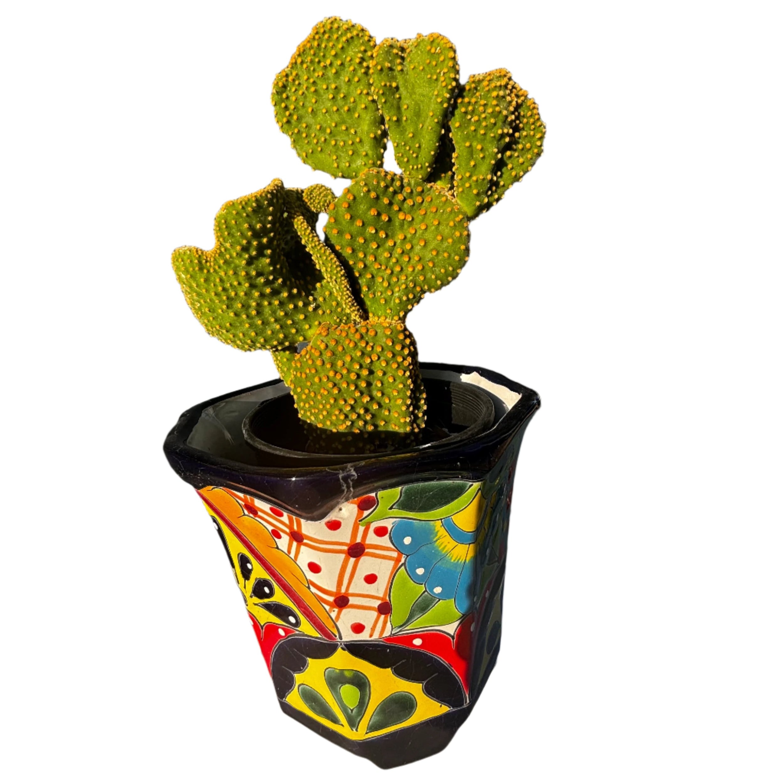 Prickly Pear Cactus | Purple, Santa Rita & More | The Cactus Outlet