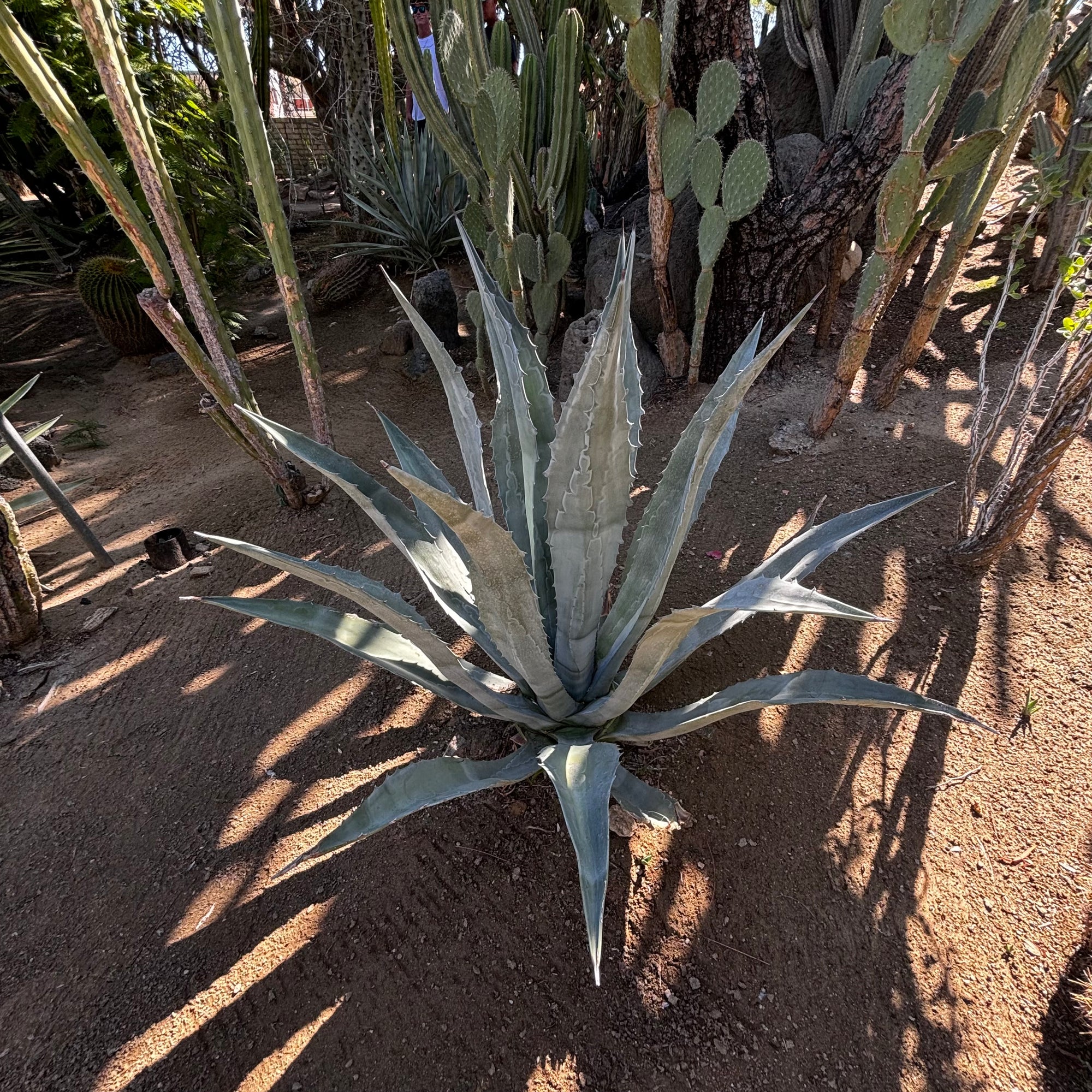 Large Blue Agave Americana For Sale Online| Blue Century Plant Agave ...