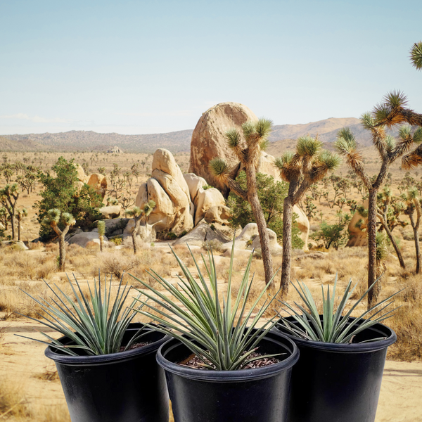 Joshua Tree for Sale | Yucca Brevifolia| The Cactus Outlet