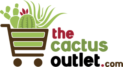 A Guide to Old Man Cactus Care - The Cactus Outlet
