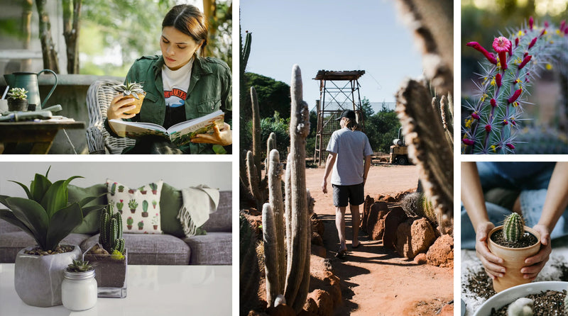 The Cactus Outlet Experience | Buying Cactus Online