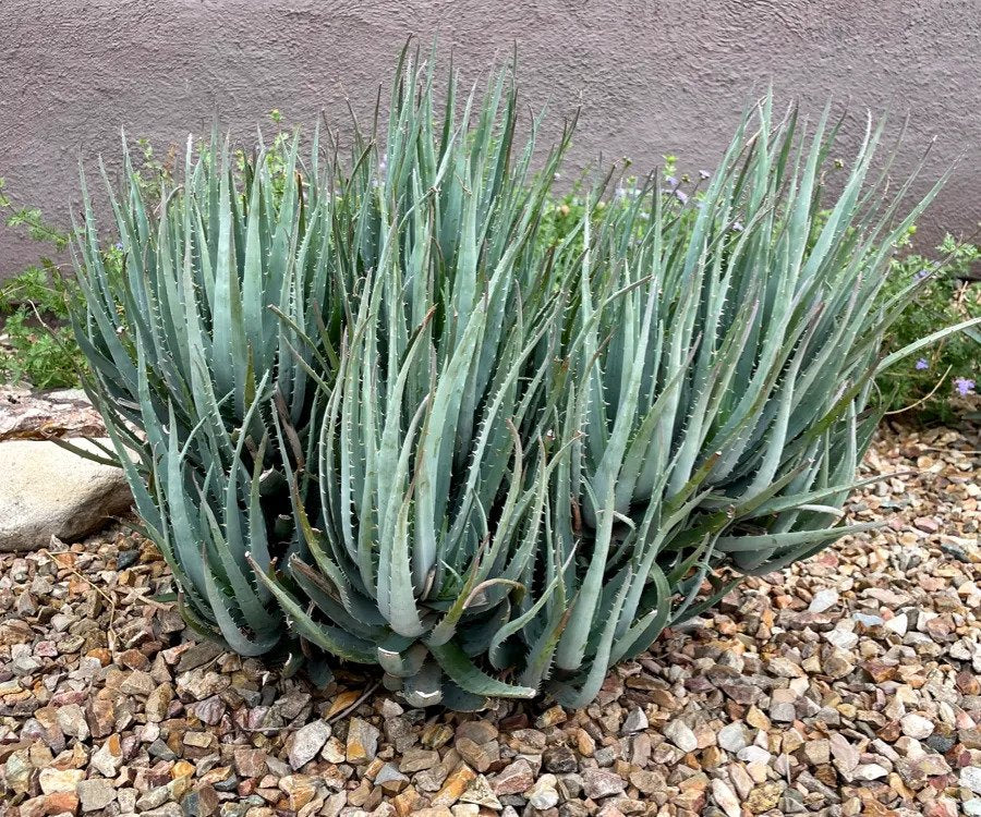 Aloe Ferox (Cape Aloe) Succulent | Bitter Aloe - The Cactus Outlet