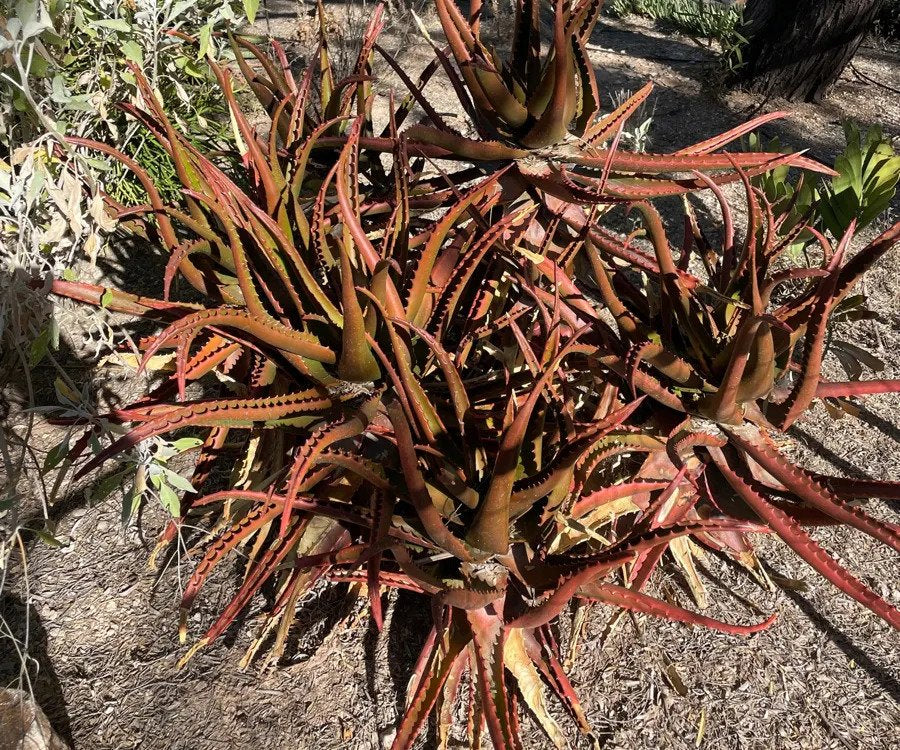 Aloe Blue Elf Plant | Blue Aloe Plants for Sale Online - The Cactus Outlet