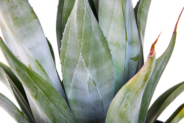 Agave Weberi| Large And Beautiful Blue-Green Agave Plant For Sale - The ...
