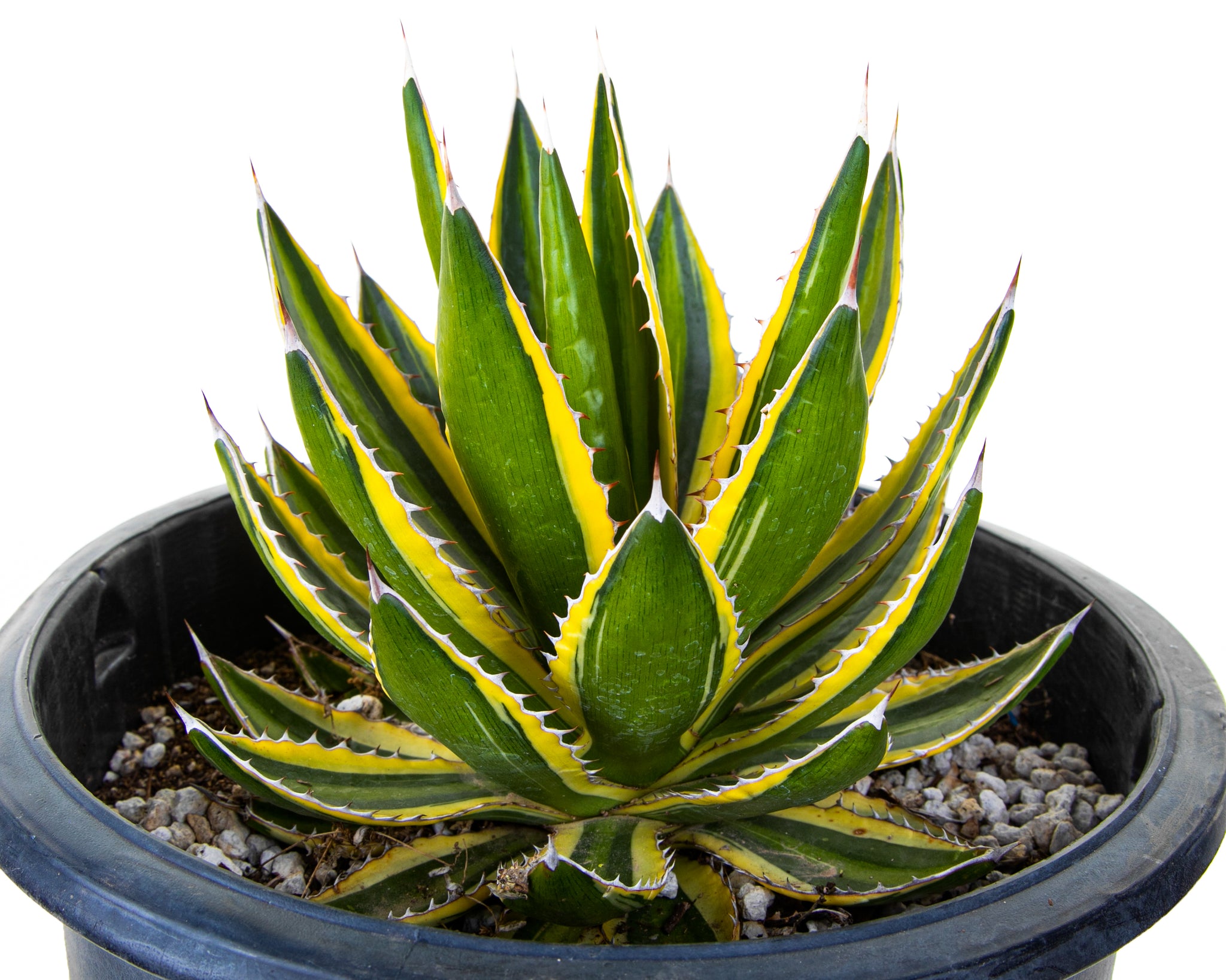 Agave lophantha 'Quadricolor' | Large and Beautiful Agave Plant - The ...
