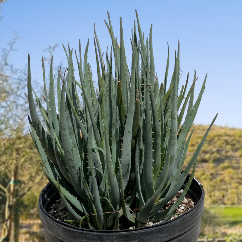 Aloe Blue Elf Plant | Blue Aloe Plants | - The Cactus Outlet