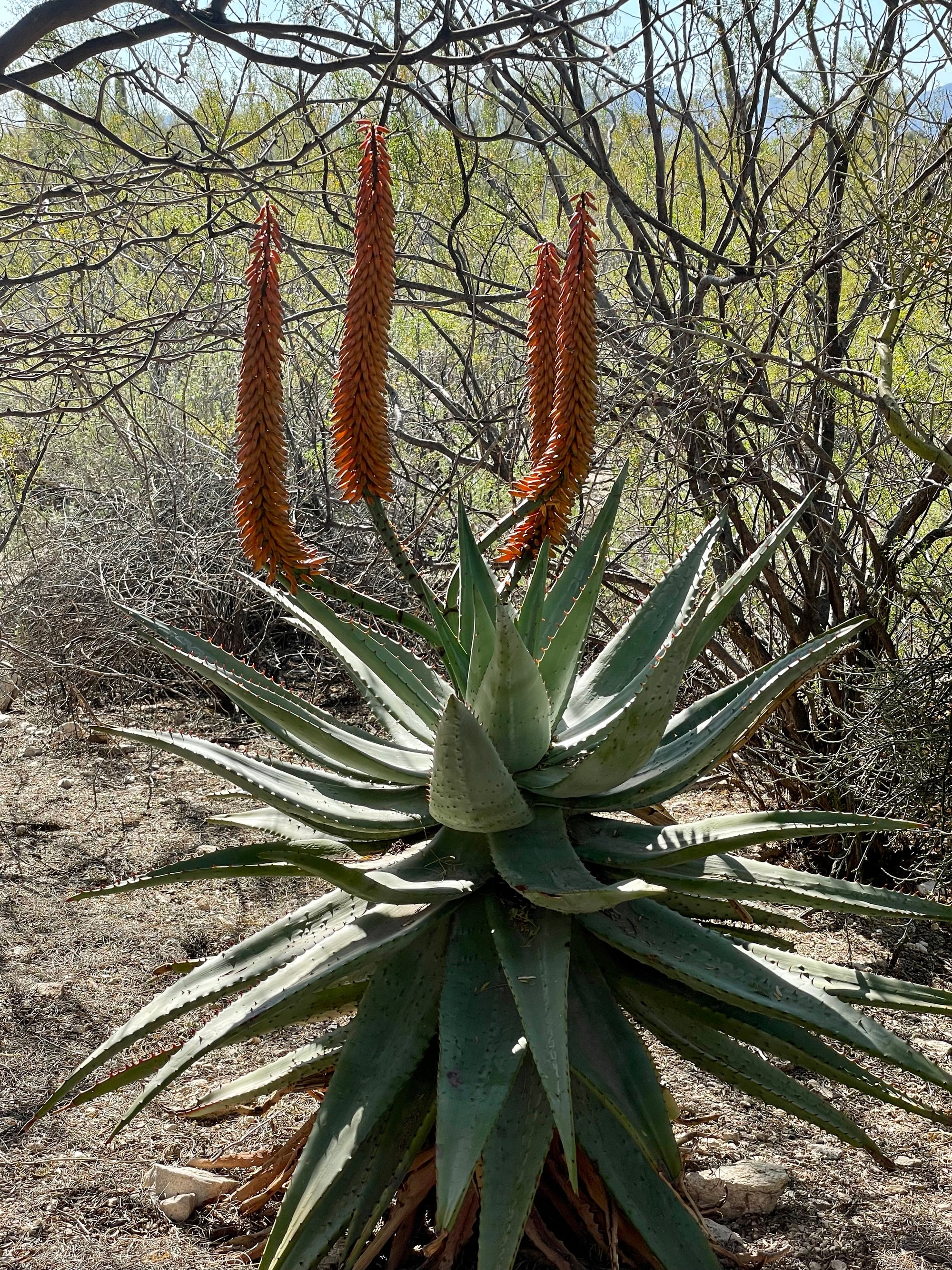 Aloe Ferox (Cape Aloe) Succulent | Bitter Aloe - The Cactus Outlet