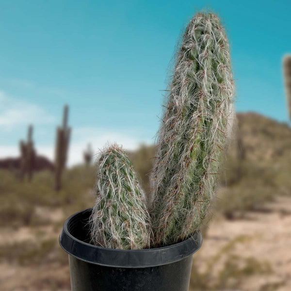 The Cactus Outlet| Shop for Live Cacti & Succulents Plus Free Shipping ...
